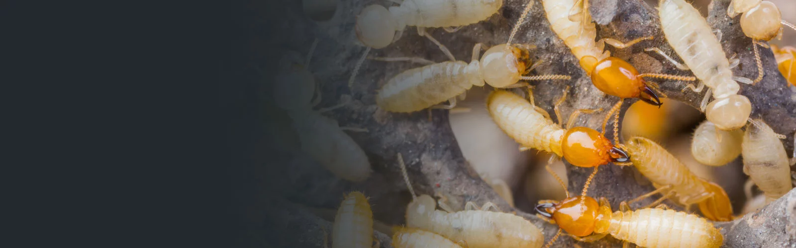 A Complete Guide To Termites | Beebe's Pest & Termite Control