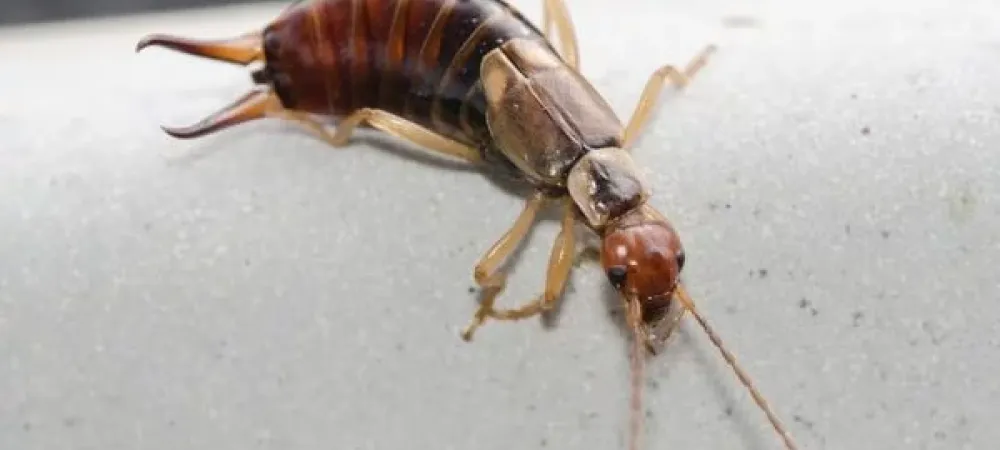 Why Earwigs Are Invading Your Home | Beebe's Pest